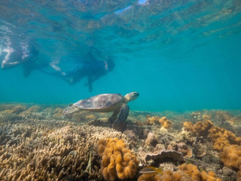 Port Douglas: Low Isles Glass Bottom Boat & Snorkeling Tour - Highlights from Real Reviews