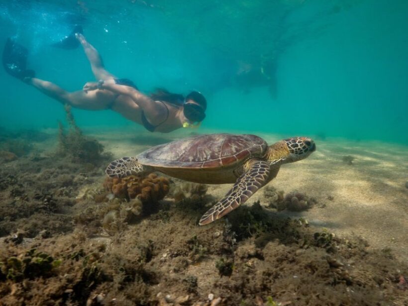 Port Douglas: Low Isles Glass Bottom Boat & Snorkeling Tour - FAQ