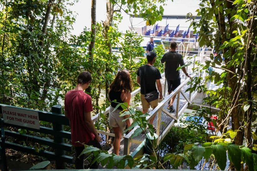 Port Douglas: Morning Daintree Tour w/ Wildlife Cruise - Key Points