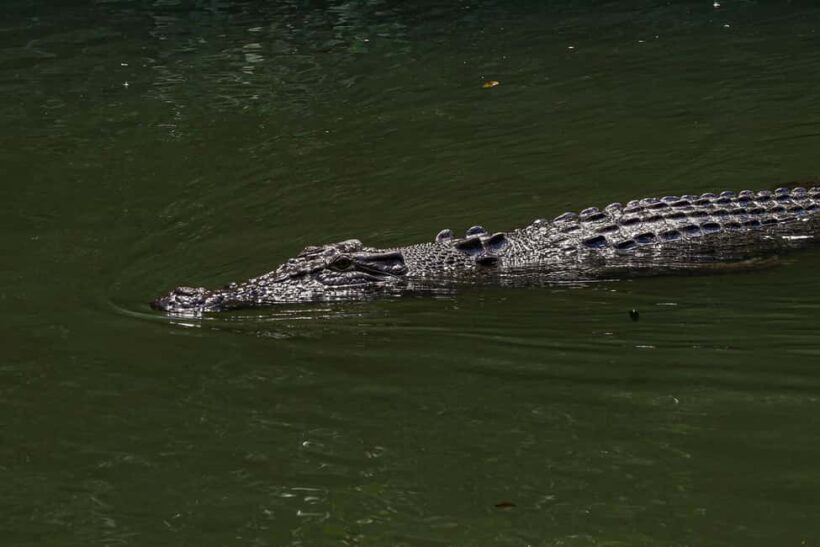 Port Douglas: Morning Daintree Tour w/ Wildlife Cruise - Final Thoughts: Is This Tour Worth It?