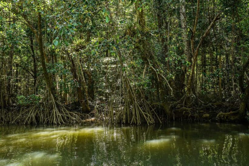 Port Douglas: Morning Daintree Tour w/ Wildlife Cruise - FAQ