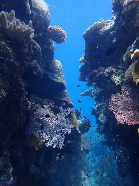 Port Douglas: Outer Great Barrier Reef Snorkeling Cruise - An In-Depth Look at the Wavelength Reef Experience