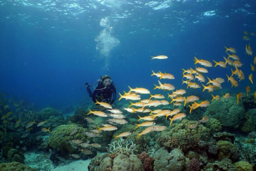 Port Douglas: Poseidon Outer Barrier Reef Dive and Snorkel - The Comfort & Convenience Factor