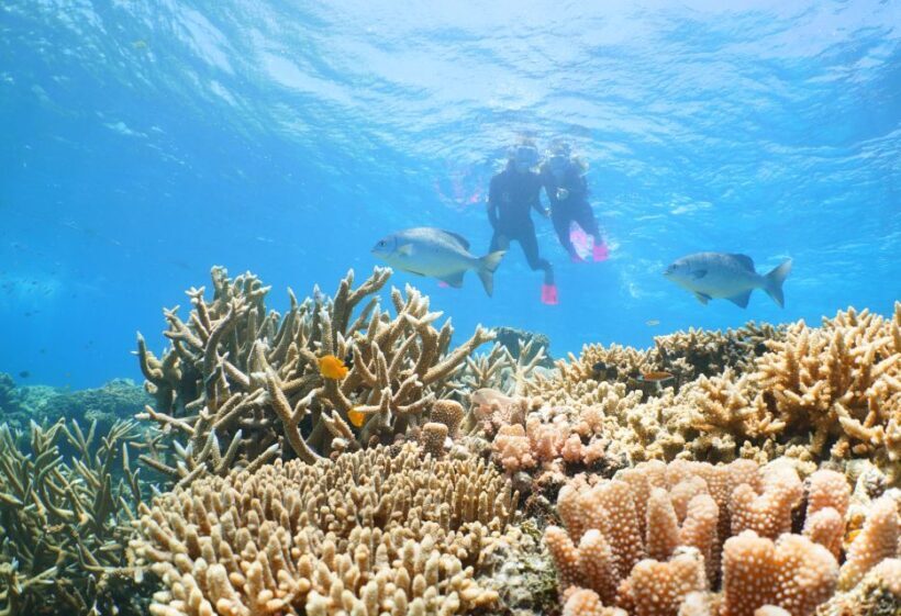 Port Douglas: Quicksilver Outer Barrier Reef Full-Day Cruise - Snorkelling: The Heart of the Reef Experience