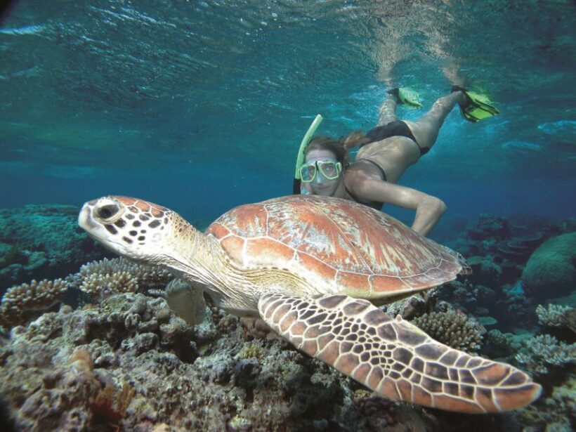 Port Douglas: Reef & Low Isles Cruise on Luxury Catamaran - Transport, Group Size, and Overall Value