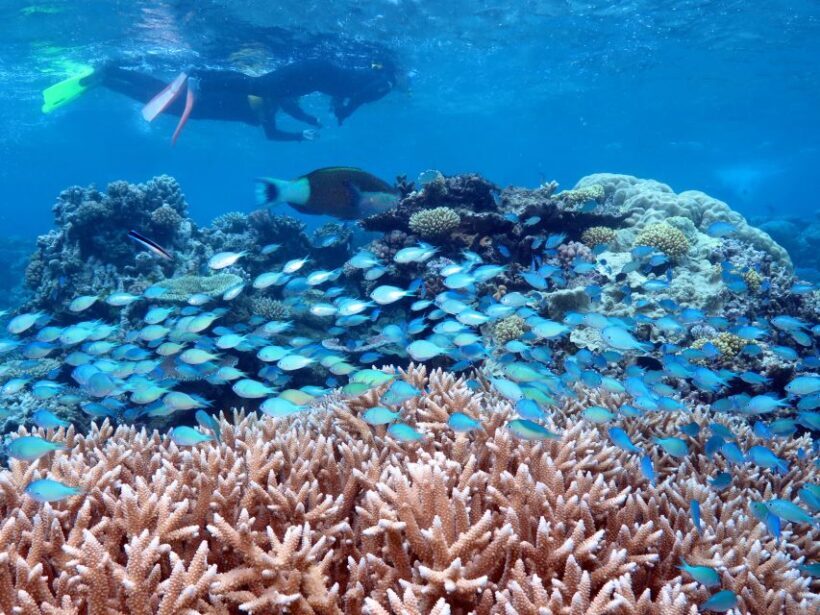Port Douglas: Silversonic Great Barrier Reef Dive & Snorkel - Key Points