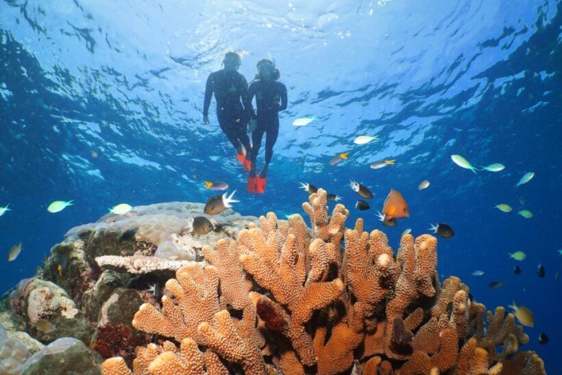 Port Douglas: Silversonic Great Barrier Reef Dive & Snorkel - A Closer Look at the Silversonic Experience
