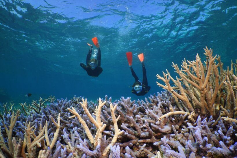 Port Douglas: Silversonic Great Barrier Reef Dive & Snorkel - FAQs