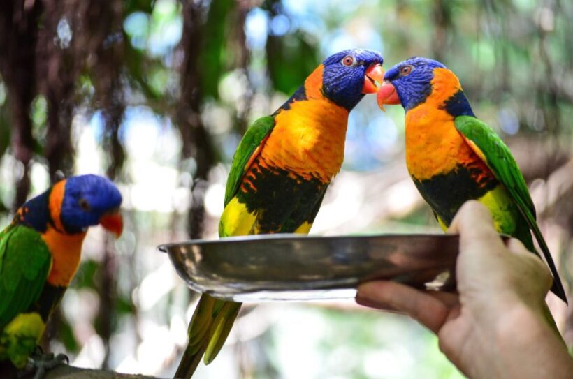 Port Douglas: Wildlife Habitat Entrance Ticket - The Night Tour: WildNIGHT