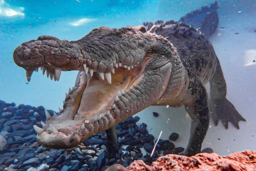 Port Douglas: Wildlife Habitat Entrance Ticket - Pricing and Value