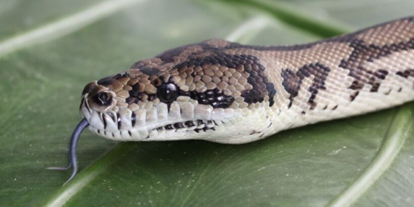 Port Douglas: Wildlife Habitat Entrance Ticket - Timing and Group Size
