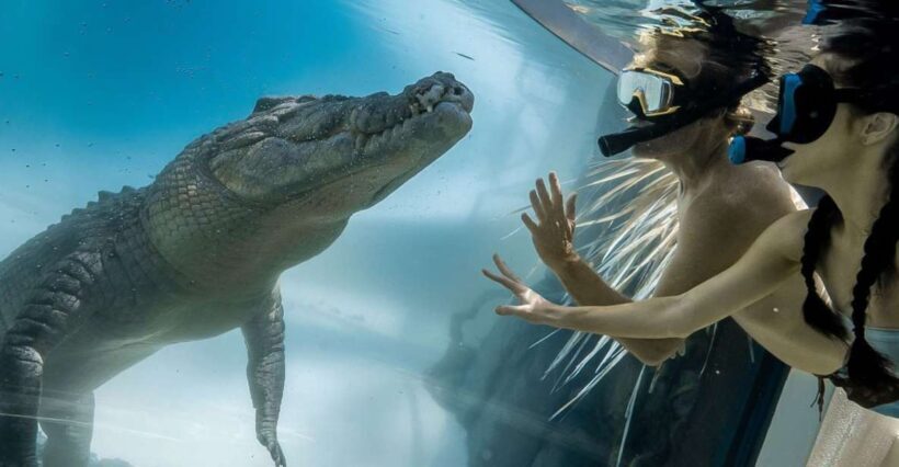 Port Douglas: Wildlife Habitat Swim with Crocodiles - An Introduction to the Croc Encounter in Port Douglas