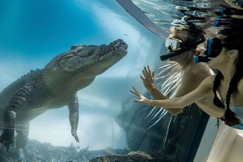 Port Douglas: Wildlife Habitat Swim with Crocodiles - A Detailed Breakdown of the Tour