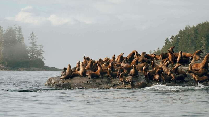 Port Hardy: Sea Otter and Whale Watching - Port Hardy: Sea Otter and Whale Watching – An Authentic Marine Adventure