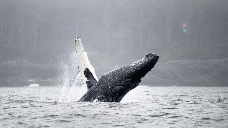 Port Hardy: Sea Otter and Whale Watching - Key Points