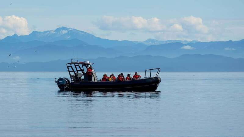 Port Hardy: Sea Otter and Whale Watching - Who Should Consider This Tour?