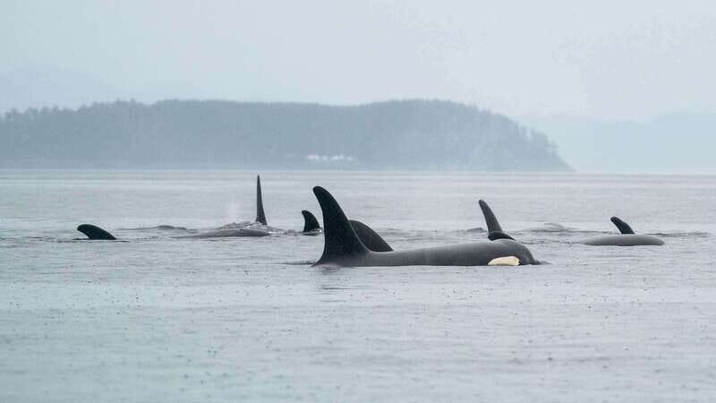 Port Hardy: Sea Otter and Whale Watching - Final Thoughts – Is This the Tour for You?