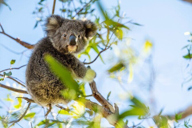 Port Lincoln and Coffin Bay Day Tour - What Does the Tour Mean for the Traveler?
