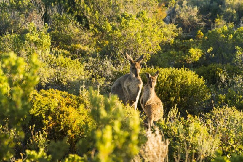 Port Lincoln: Coffin Bay Seafood, Wine, and Nature Day Trip - Key Points