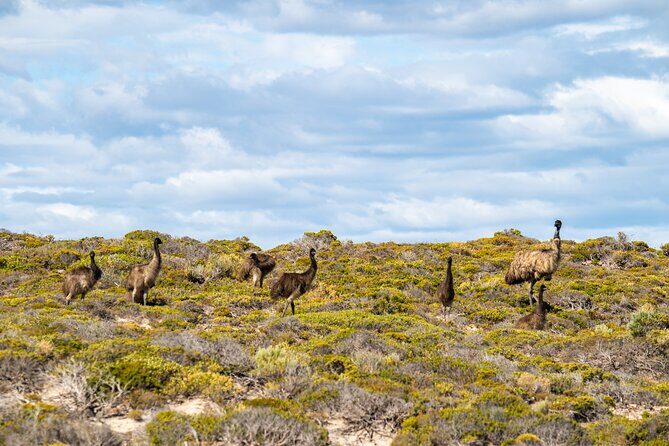 Port Lincoln Full-day Exploration Tour - Key Points