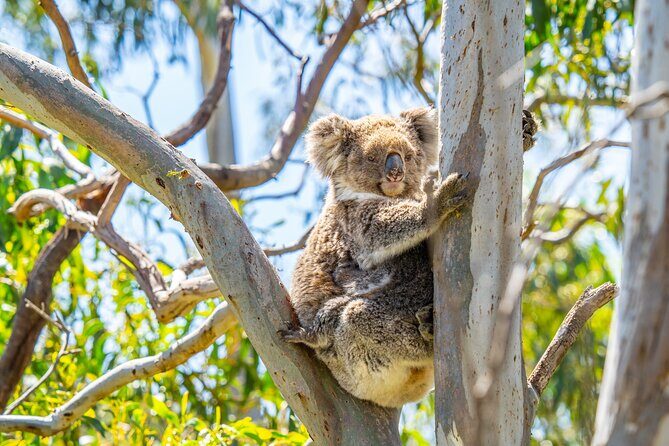 Port Lincoln Full-day Exploration Tour - Who Will Appreciate This Tour?