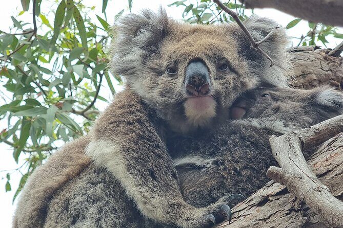 Port Lincoln Mikkira Station Wild Koala Safari Tour - Who Will Love This Tour?