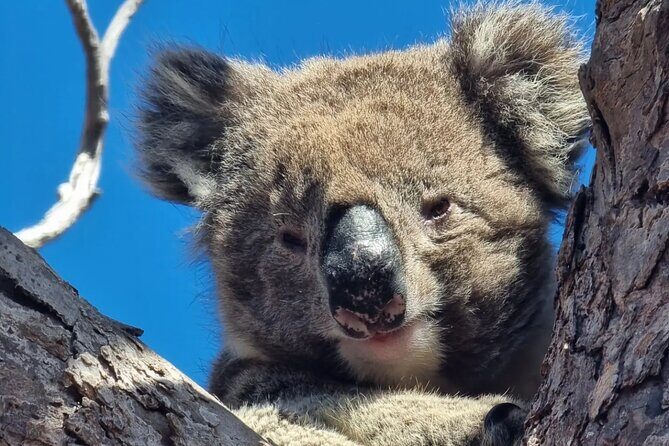Port Lincoln Mikkira Station Wild Koala Safari Tour - The Sum Up