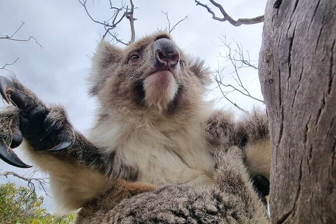 Port Lincoln Mikkira Station Wild Koala Safari Tour - FAQ