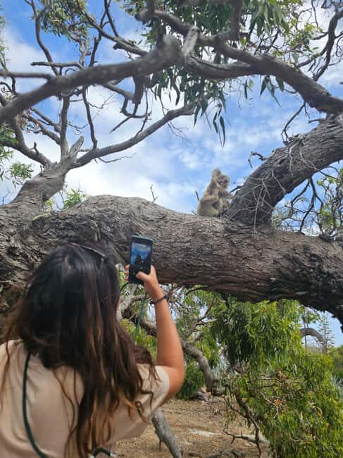 Port Lincoln Mikkira Station Wild Koala Safari Tour - Key Points
