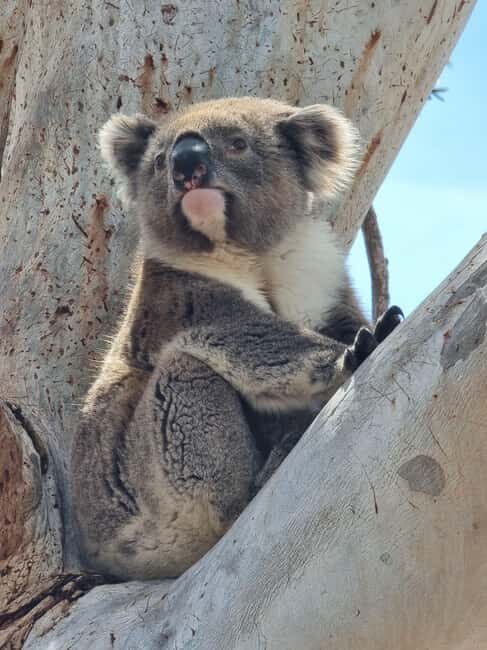 Port Lincoln Mikkira Station Wild Koala Safari Tour - Exploring the Mikkira Station Safari Experience
