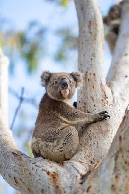 Port Lincoln Mikkira Station Wild Koala Safari Tour - Why This Tour Might Be Worth It