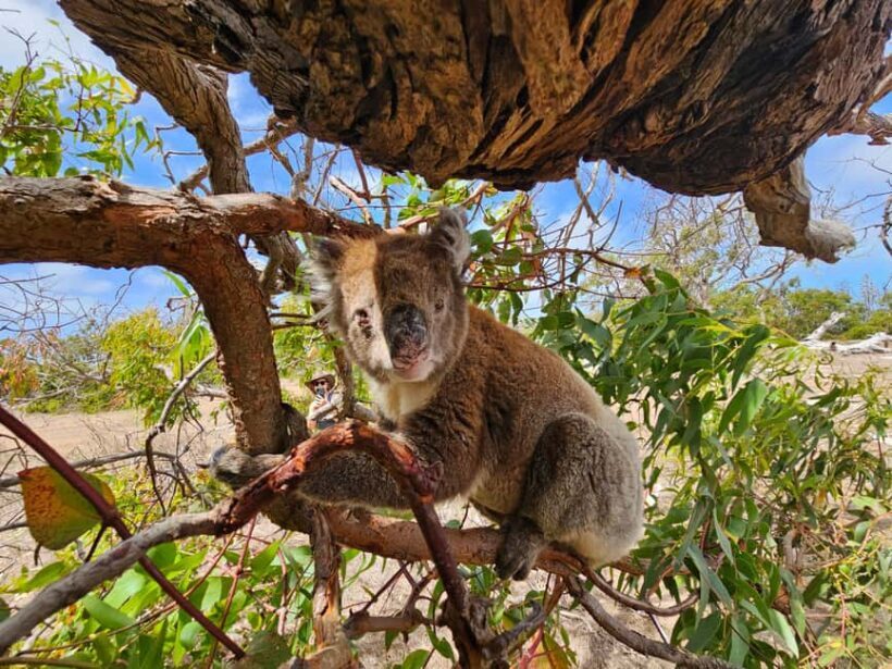 Port Lincoln Mikkira Station Wild Koala Safari Tour - Who Should Consider This Tour?