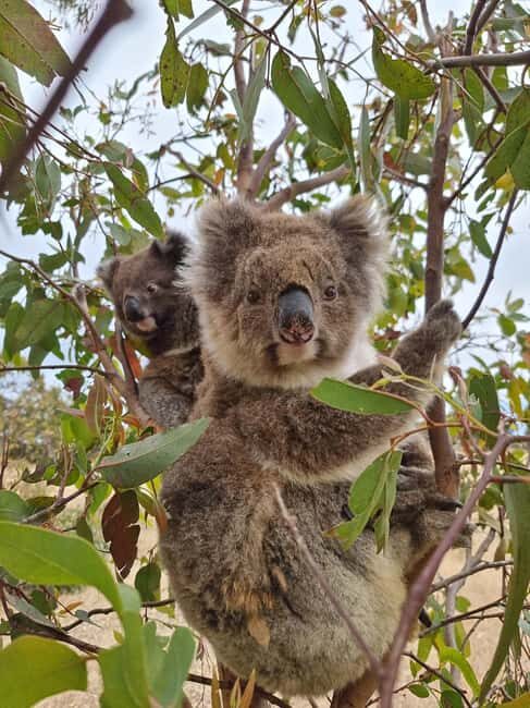 Port Lincoln Mikkira Station Wild Koala Safari Tour - The Sum Up