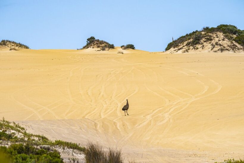 Port Lincoln: Wildlife and Sightseeing Full-Day 4WD Tour - Authentic Experiences and Genuine Value