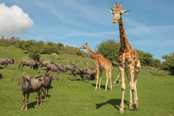 Port Lympne Day Ticket - What You Can Expect at Port Lympne