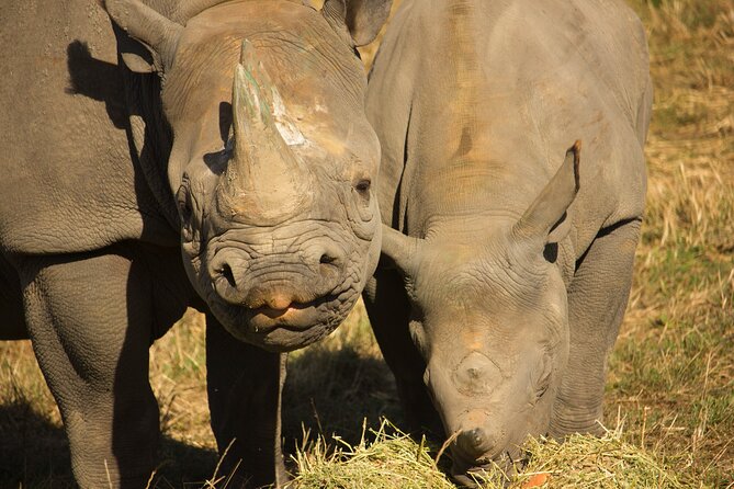 Port Lympne Day Ticket - The Sum Up: Is Port Lympne Worth It?