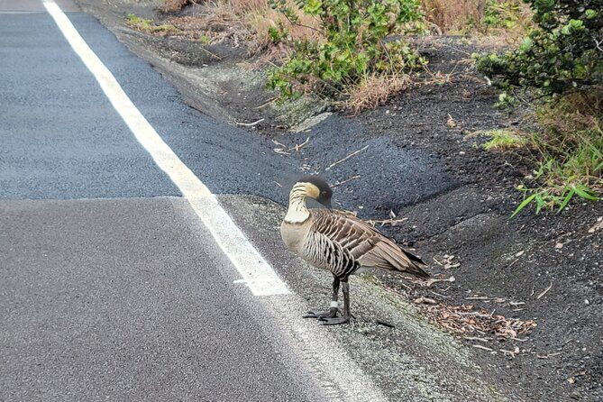 Port of Hilo to Volcano Tour - A Closer Look at the Itinerary