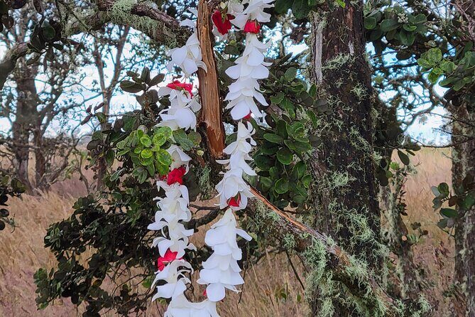 Port of Hilo to Volcano Tour - What the Reviews Say