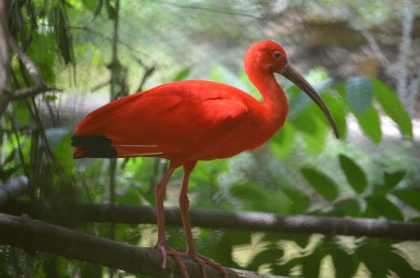 Port of Spain: Caroni Bird Sanctuary by Boat - Key Points