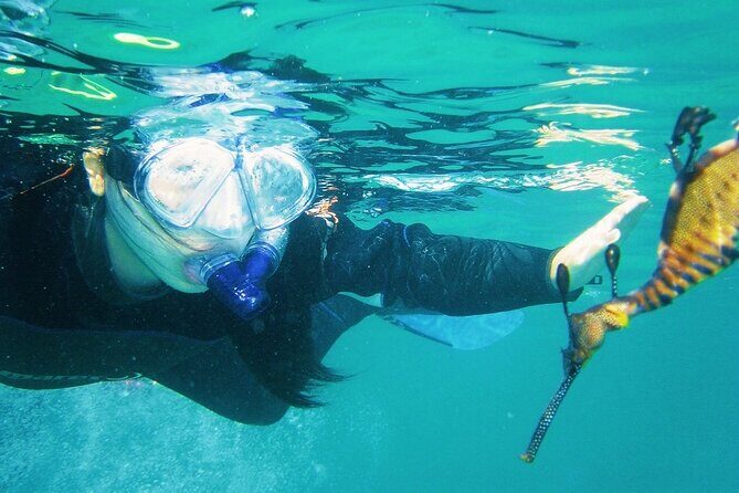 Port Phillip Bay Snorkeling with Sea Dragons - The Sum Up