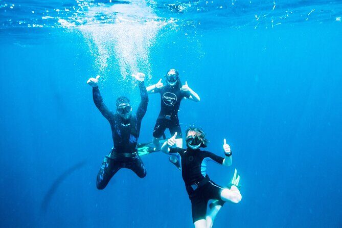 Port Phillip Bay Snorkeling with Sea Dragons - FAQ