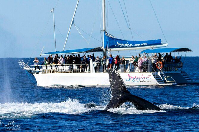 Port Stephens 3 Hour Whale and Dolphin Watch Cruise - Key Points