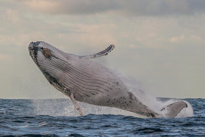 Port Stephens 3 Hour Whale and Dolphin Watch Cruise - Why This Tour Is a Good Fit