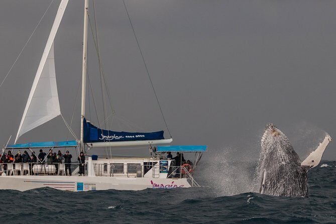 Port Stephens 3 Hour Whale and Dolphin Watch Cruise - Final Thoughts: Is it Worth It?