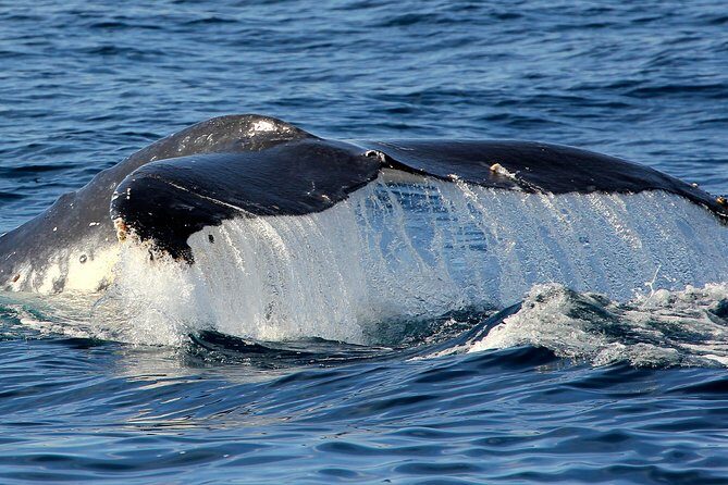 Port Stephens 3 Hour Whale and Dolphin Watch Cruise - Frequently Asked Questions