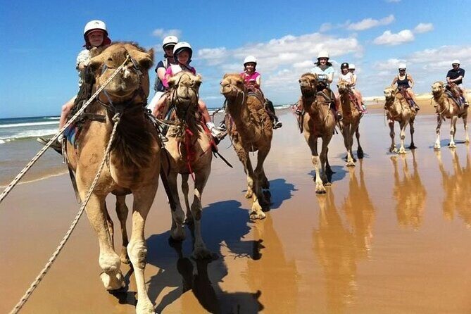 Port Stephens Day Trip from Sydney - FAQ