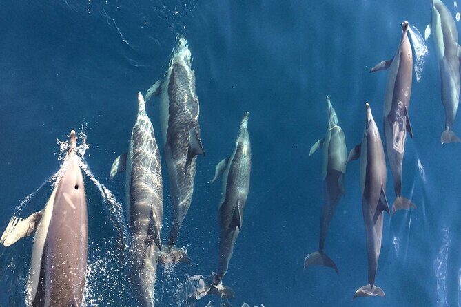 Port Stephens, Departing from Newcastle - Dolphins, hike & swim! - The Sum Up
