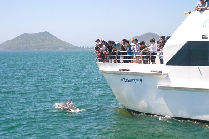 Port Stephens: Dolphin Discovery Cruise - A Detailed Look at the Port Stephens Dolphin Discovery Cruise