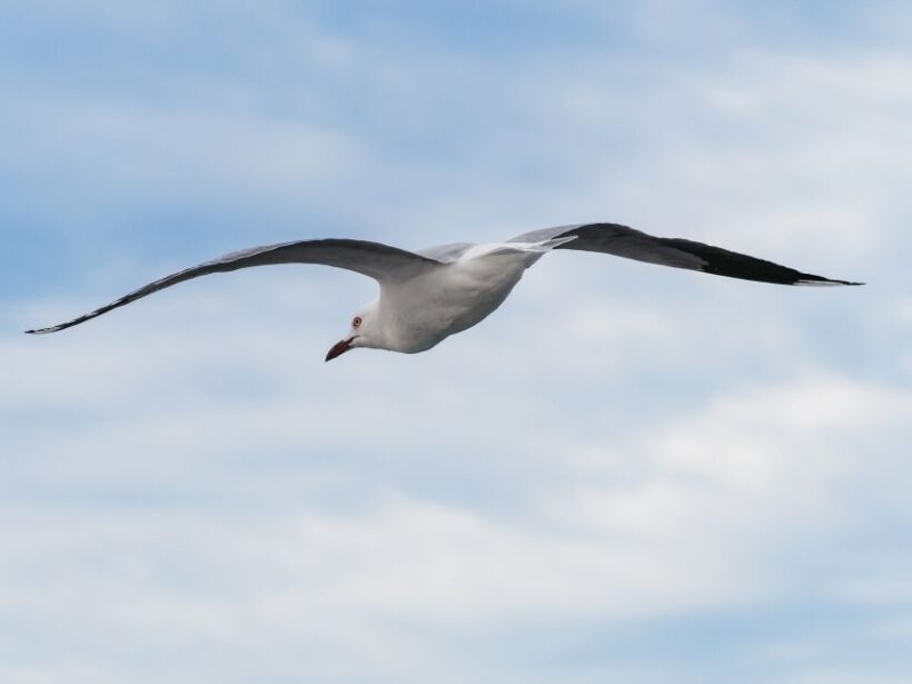 Port Stephens: Dolphin Watching Cruise - A Practical Look at What to Expect from the Tour