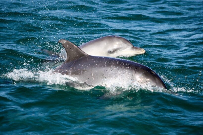 Port Stephens: Dolphin Watching Cruise - Who Should Consider This Tour?